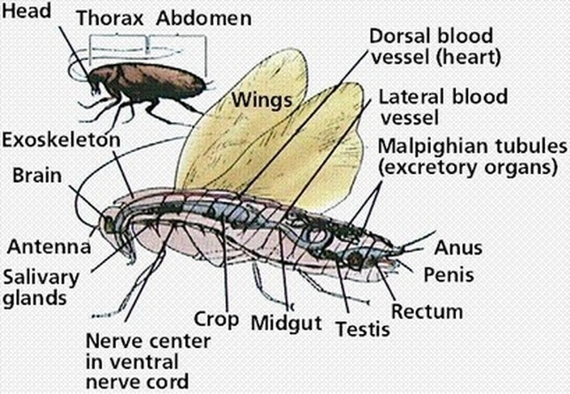 Why are cockroaches so resilient? | What? How? Wonder.