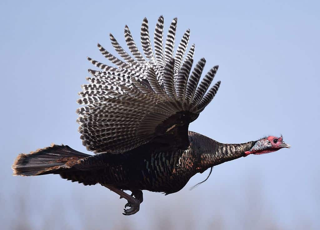 Can Turkeys Fly? | What? How? Wonder.